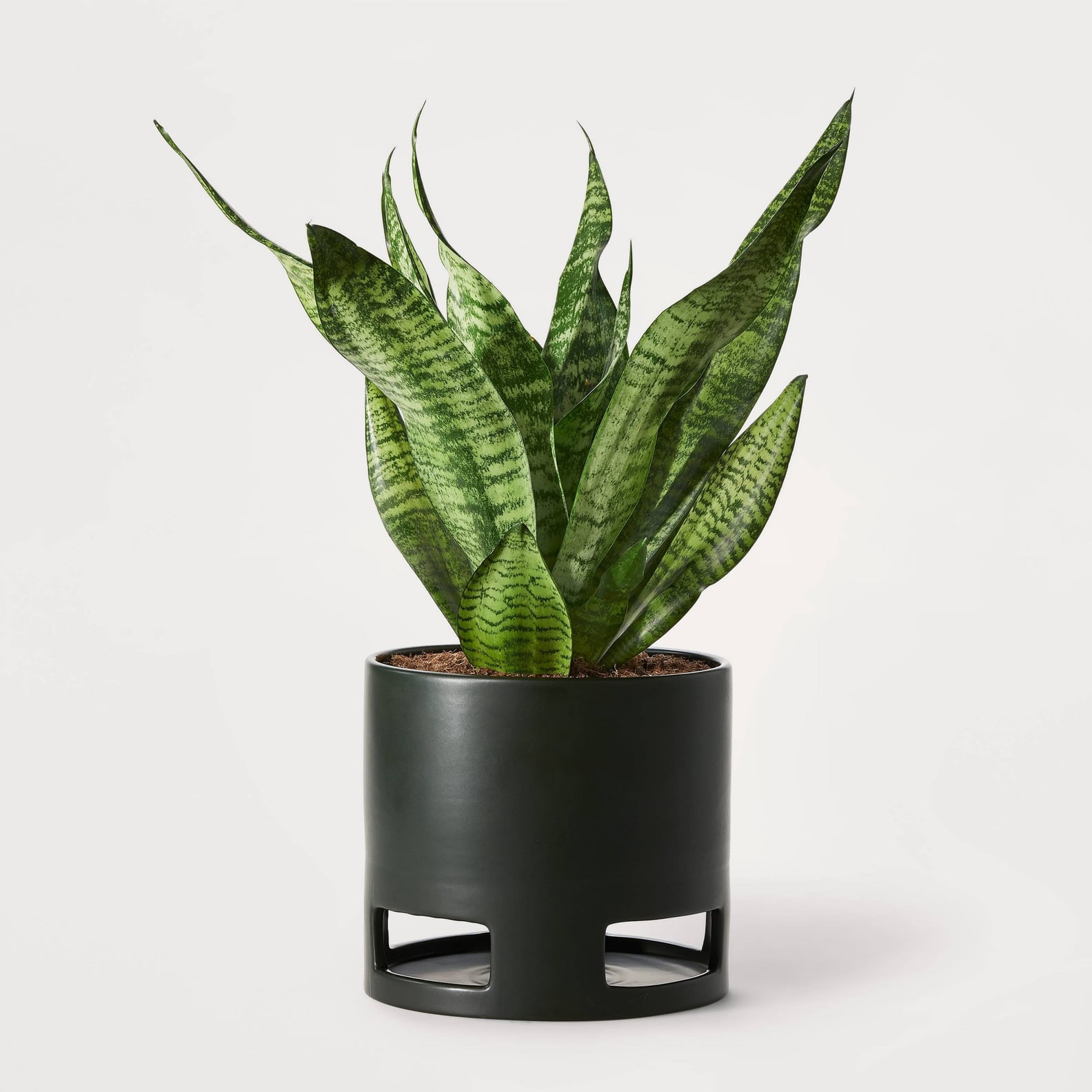 Hilton Carter For Target Home and Plant Collection | PS Home