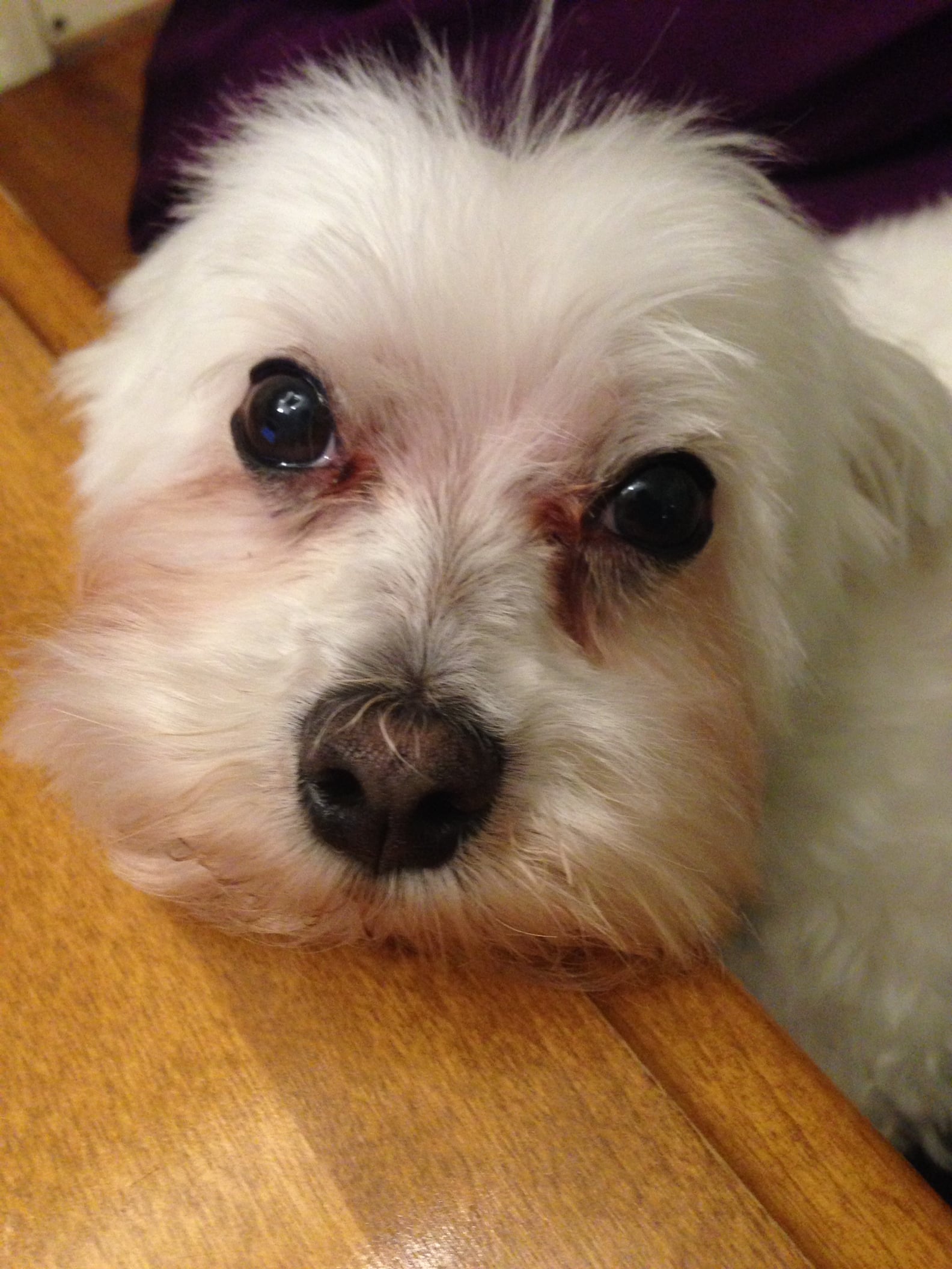 Cognition Test For Dogs | PS Pets