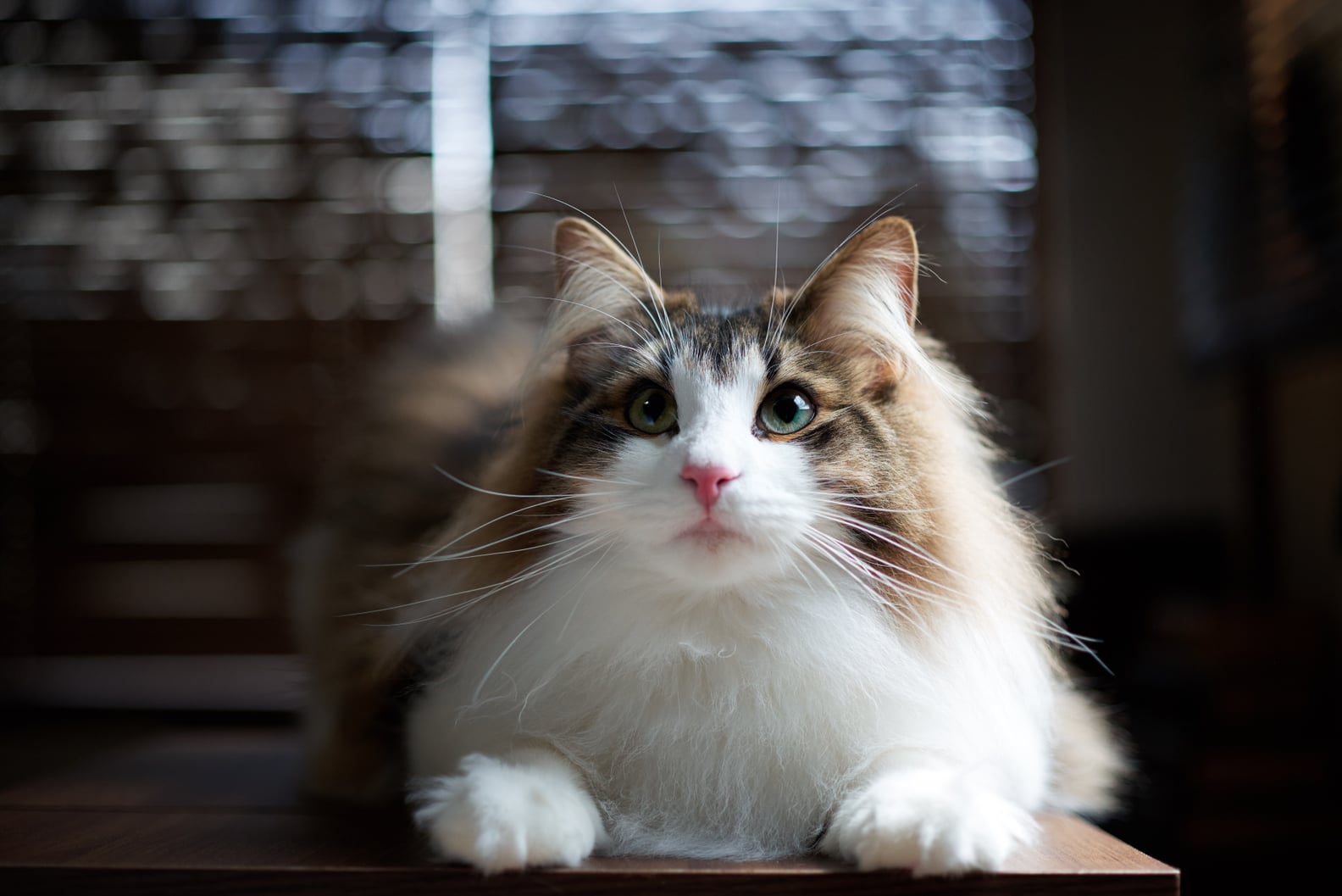 17 Best Cat Breeds For First-Time Owners | PS Pets