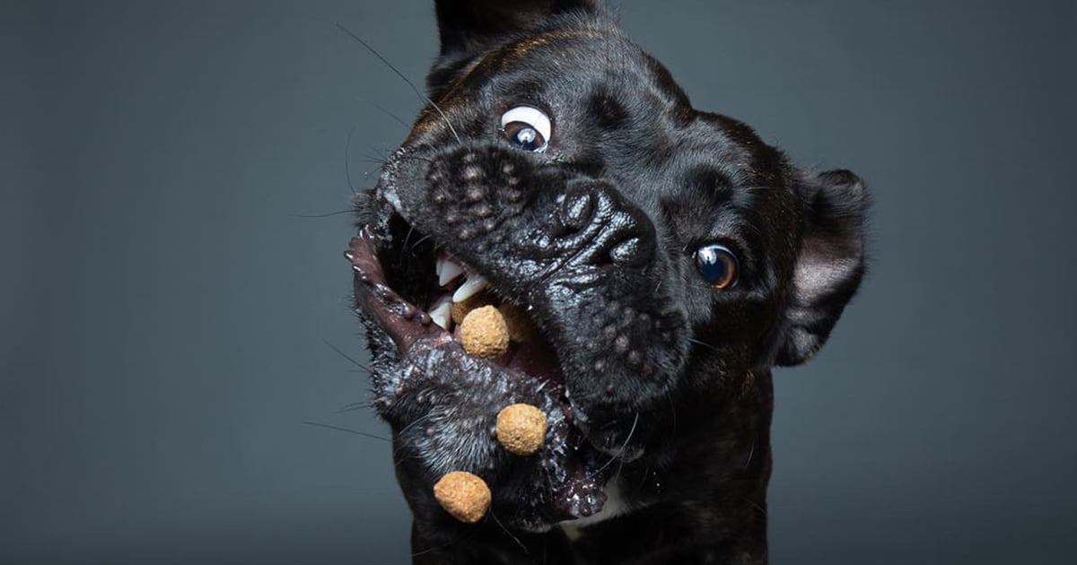 Dogs Catching Treats Photo Series | POPSUGAR UK Parenting