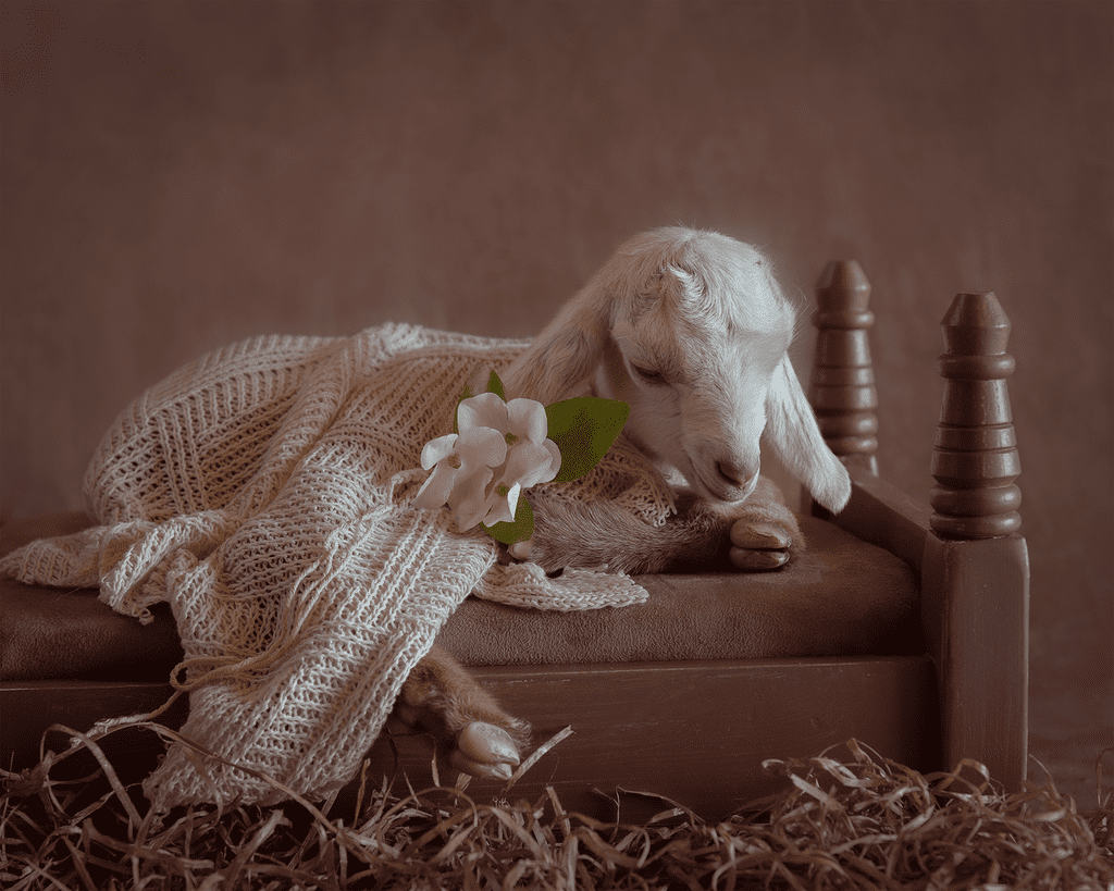 Photos of Newborn Baby Goats | POPSUGAR Pets