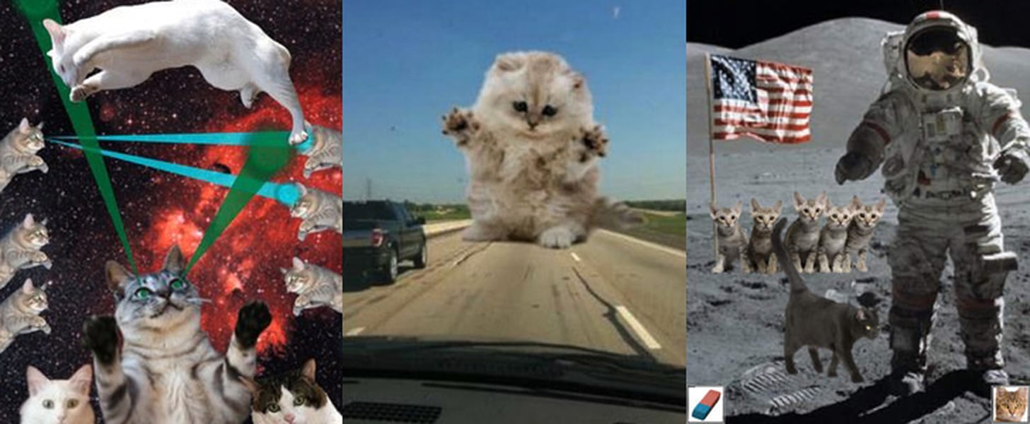 Cat Photo Apps | PS Tech