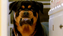 Relatable Dog GIFs | PS Pets