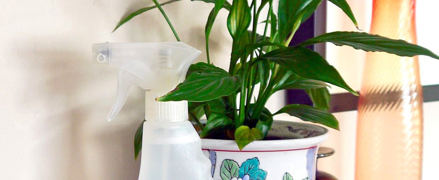 Eco-Friendly Bug Spray For Plants | POPSUGAR Smart Living