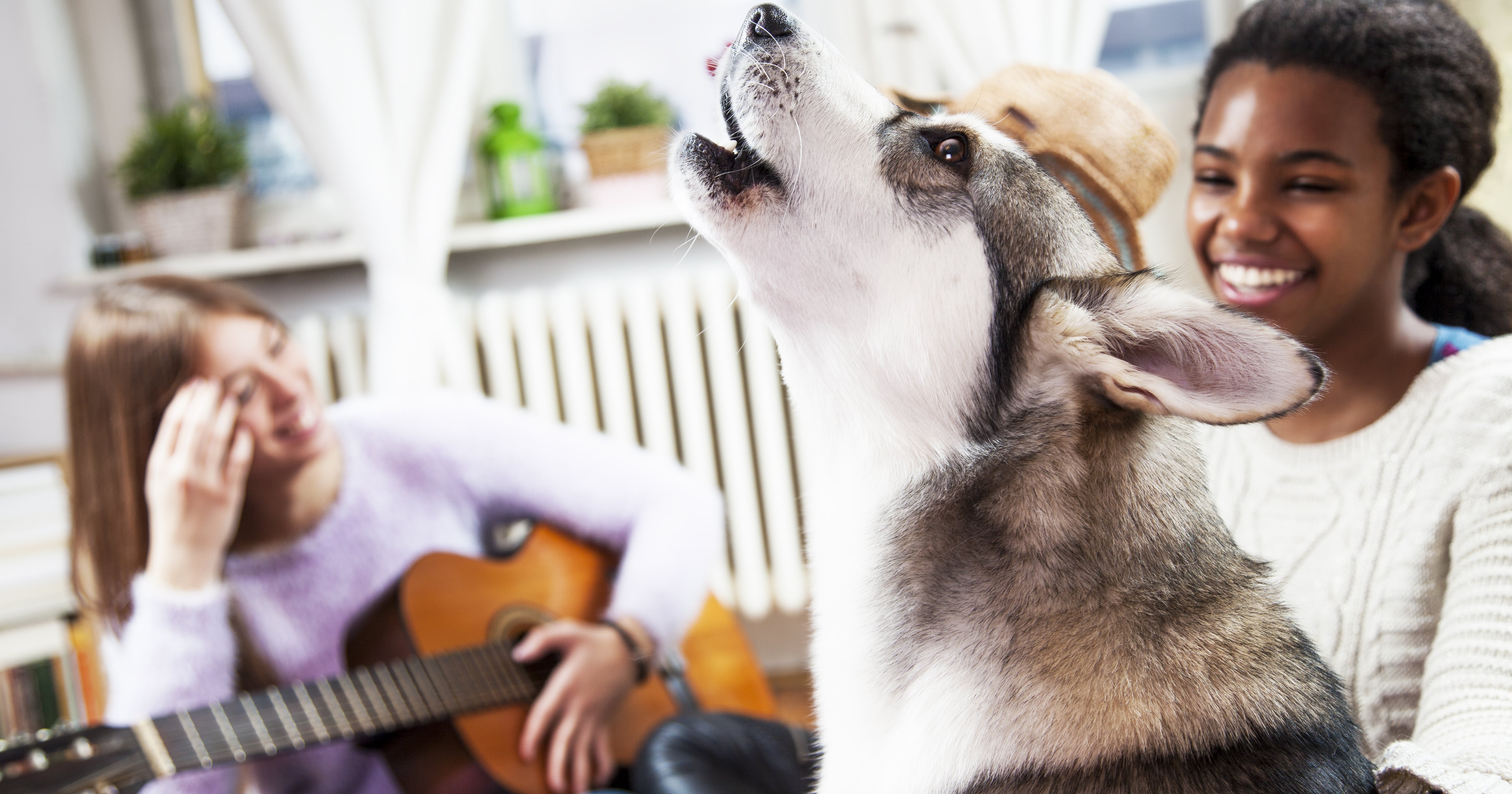 Why Do Dogs Sing? 2 Vets Explain | POPSUGAR Pets