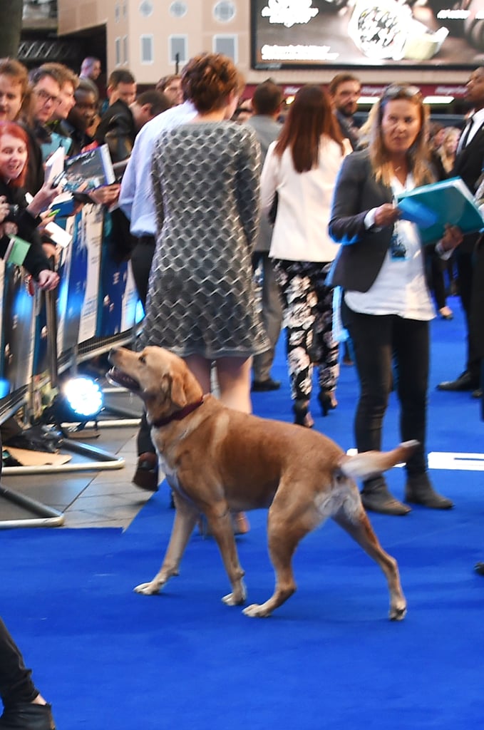 Tom Hardy's Dog at Legend Premiere | POPSUGAR Pets