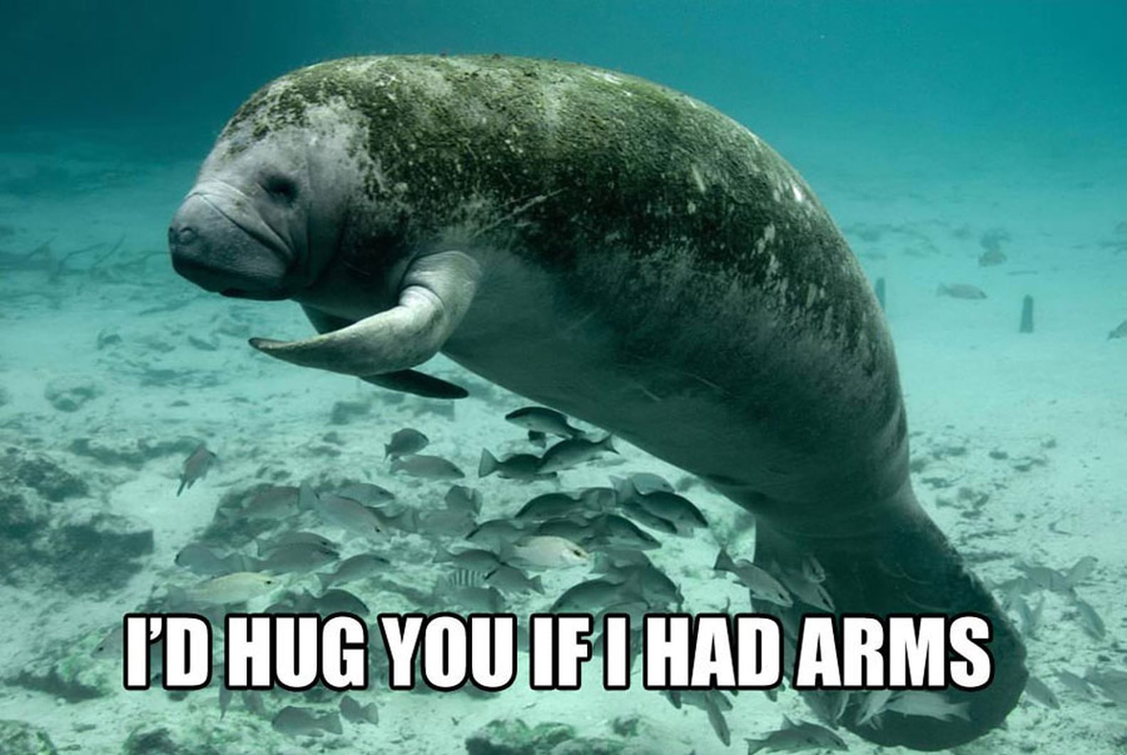 Calming Manatee Memes | POPSUGAR Tech