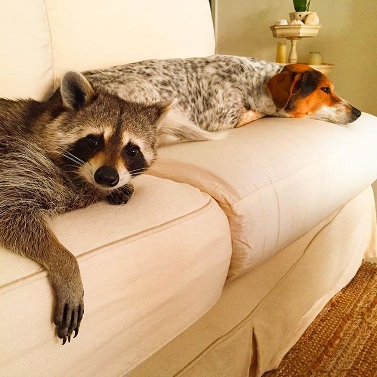 Raccoon That Lives With Dogs | Instagram | PS Pets