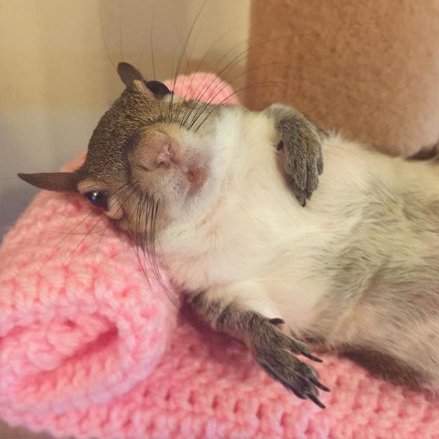 Pet Squirrel Instagram | POPSUGAR Pets