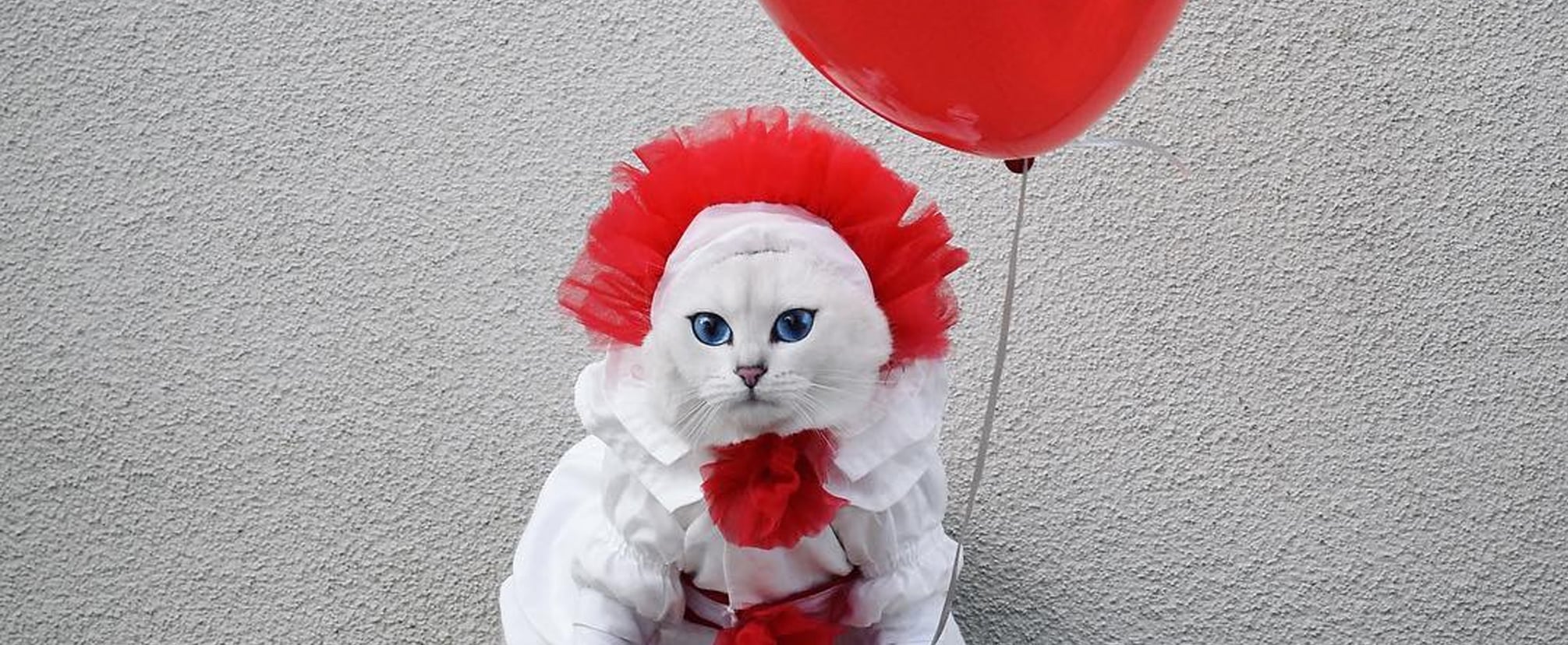 Cat Dressed Up as Pennywise From the It Movie For Halloween | PS Pets