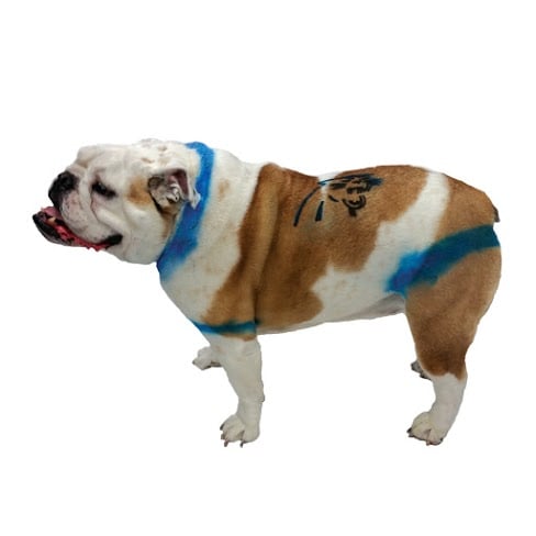 Dog-Safe Paint | POPSUGAR Pets