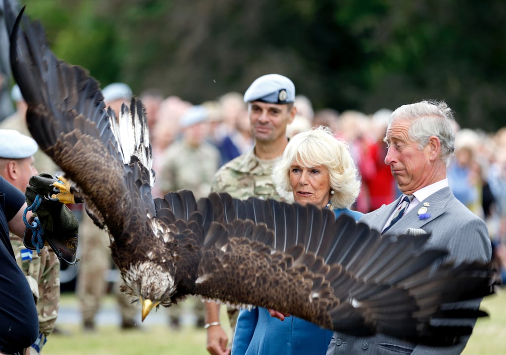 Prince Charles Camilla Freak Out at Eagle | POPSUGAR Celebrity