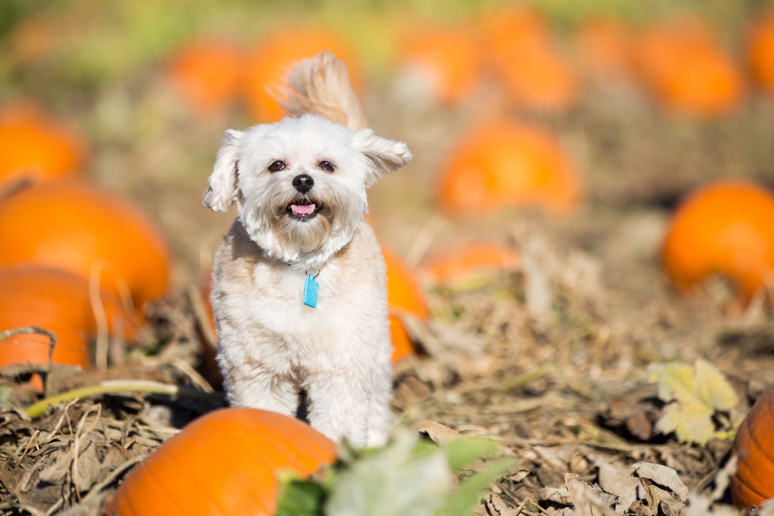 Cute Photos of Dogs in the Fall | PS Pets