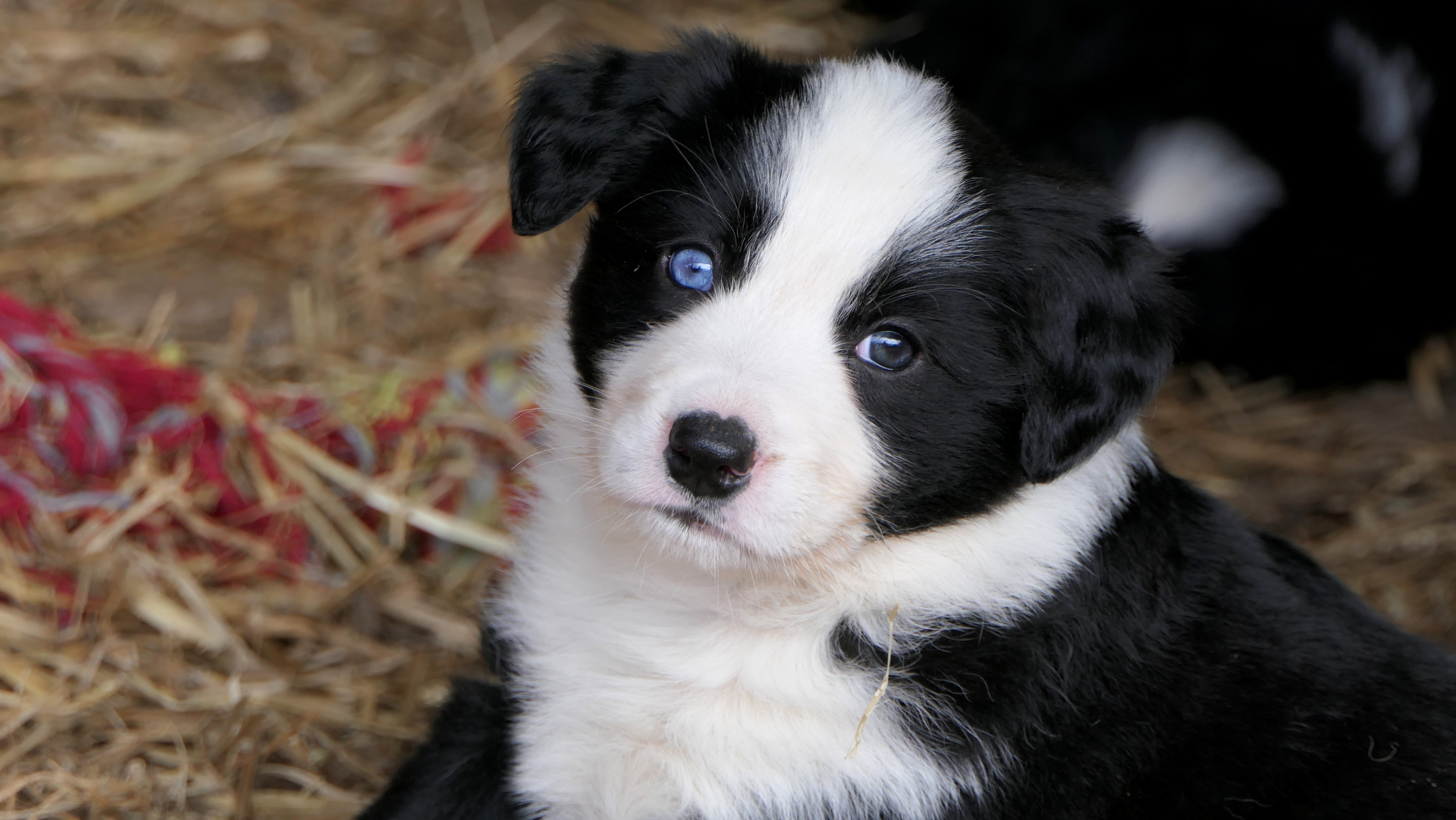 Baby Border Collies