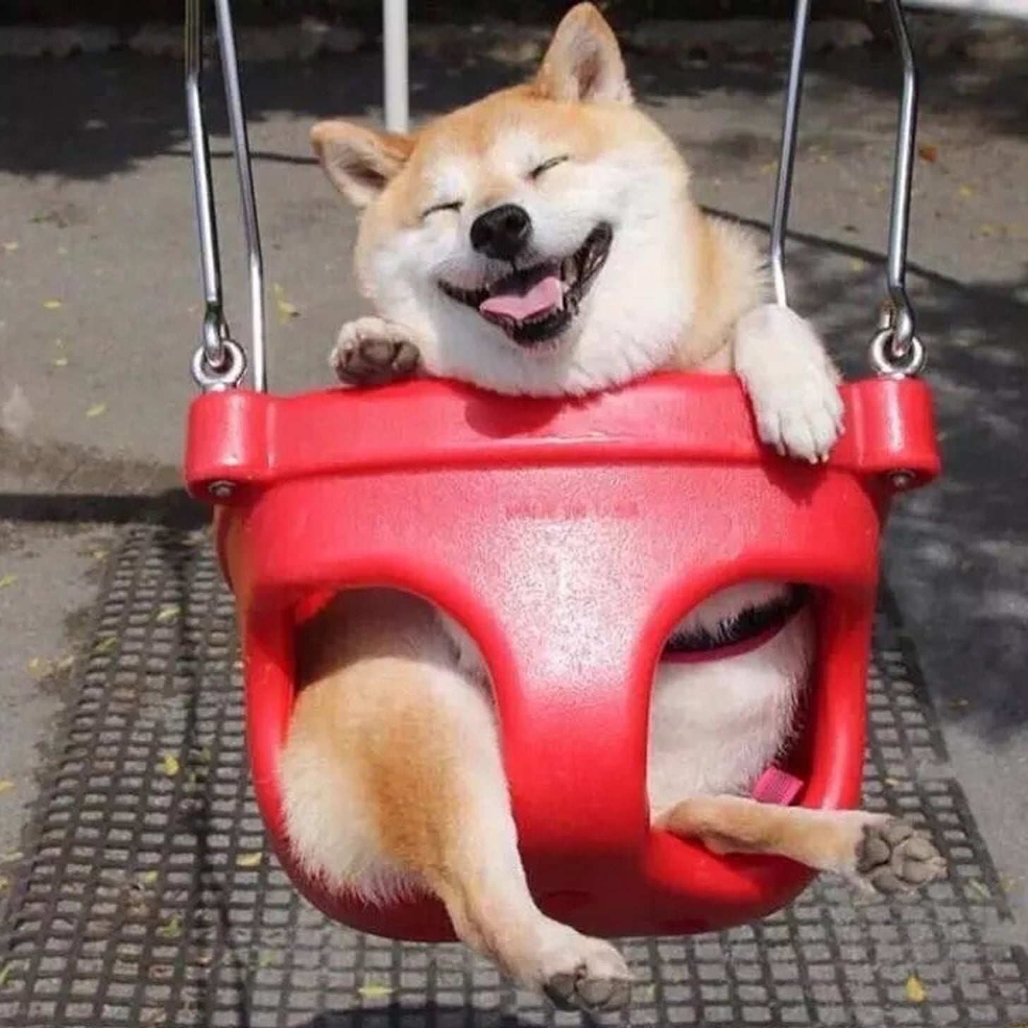 Happy Shiba Inu Gets Photoshopped | PS Tech