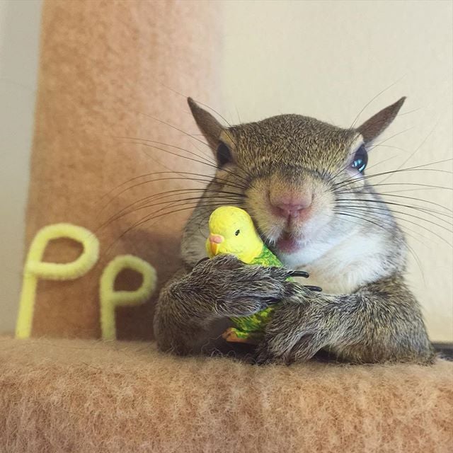 Pet Squirrel Instagram | POPSUGAR Pets