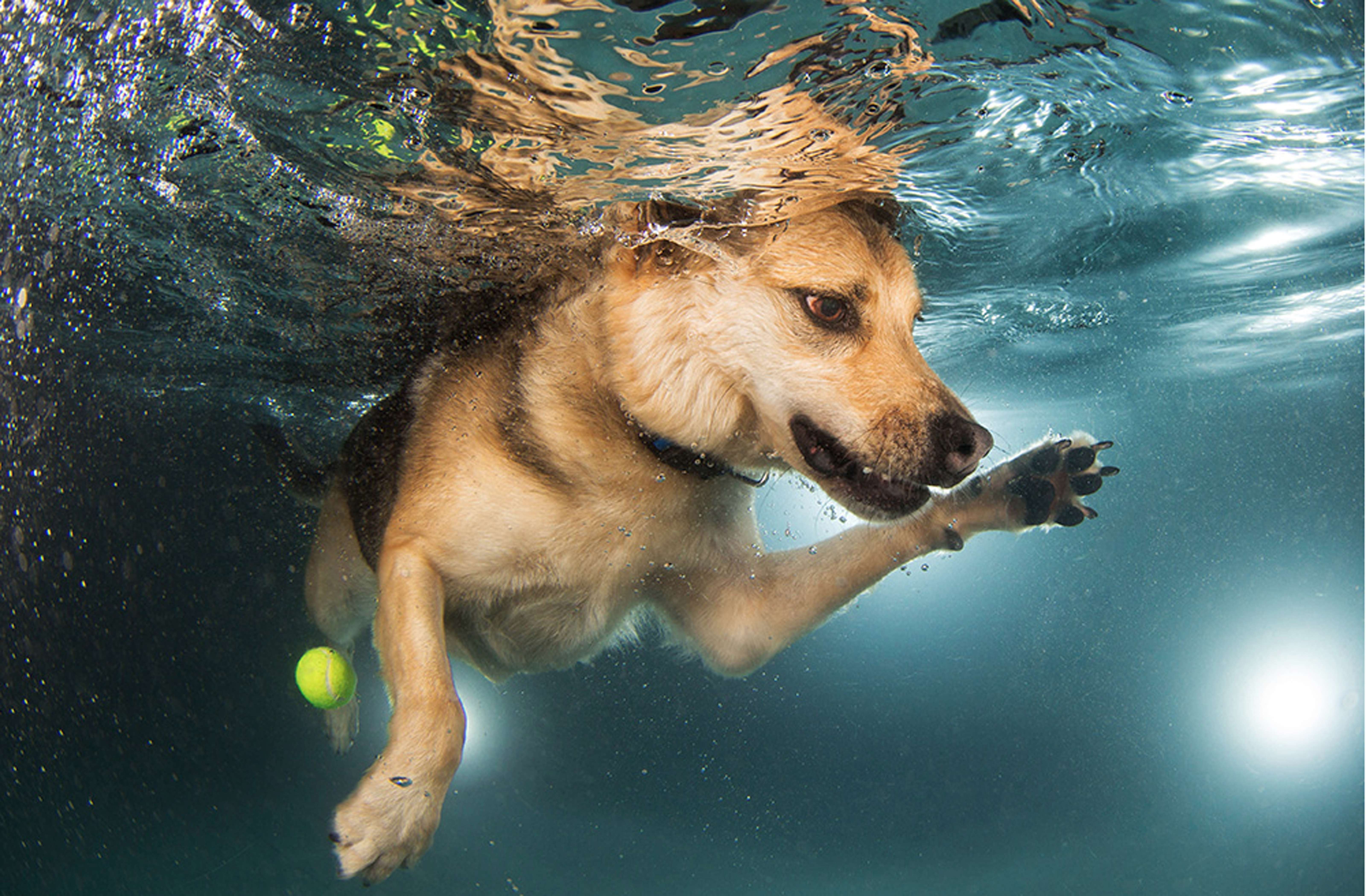 Pictures of Dogs Swimming | Finding Fido | PS Pets