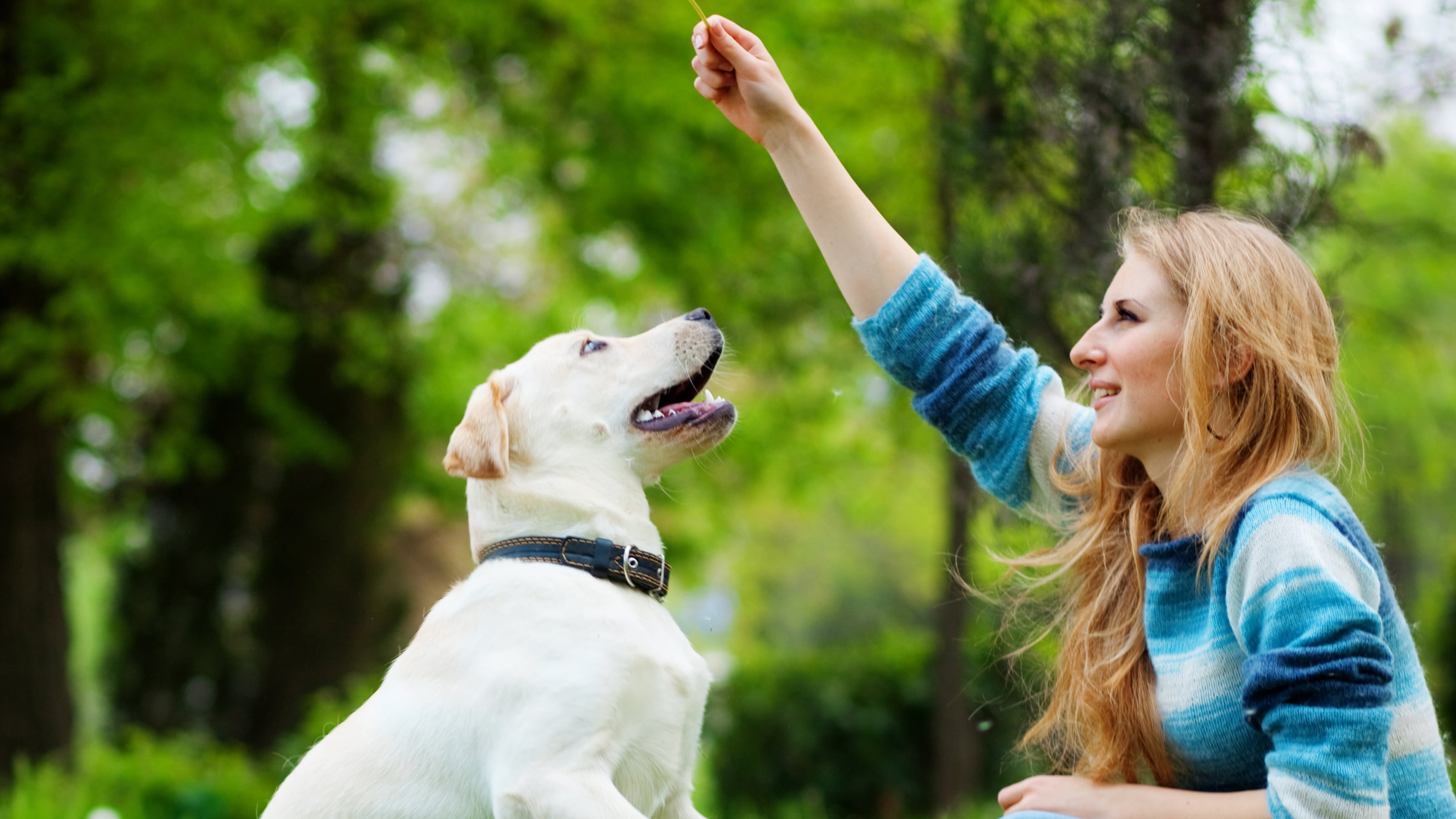 Essential Hand Signals For Dogs | PS Pets