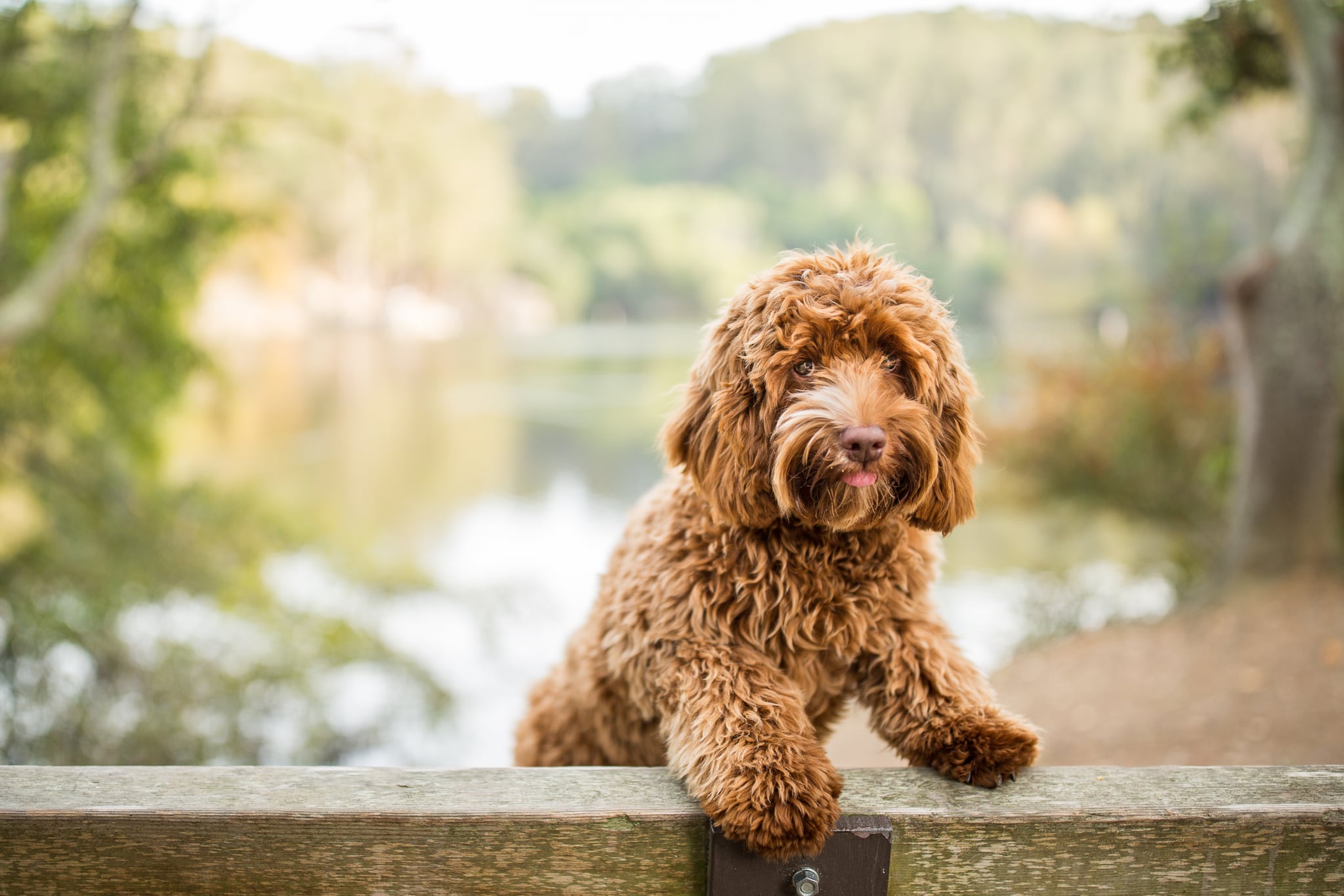 Do Labradoodles Get Along With Cats
