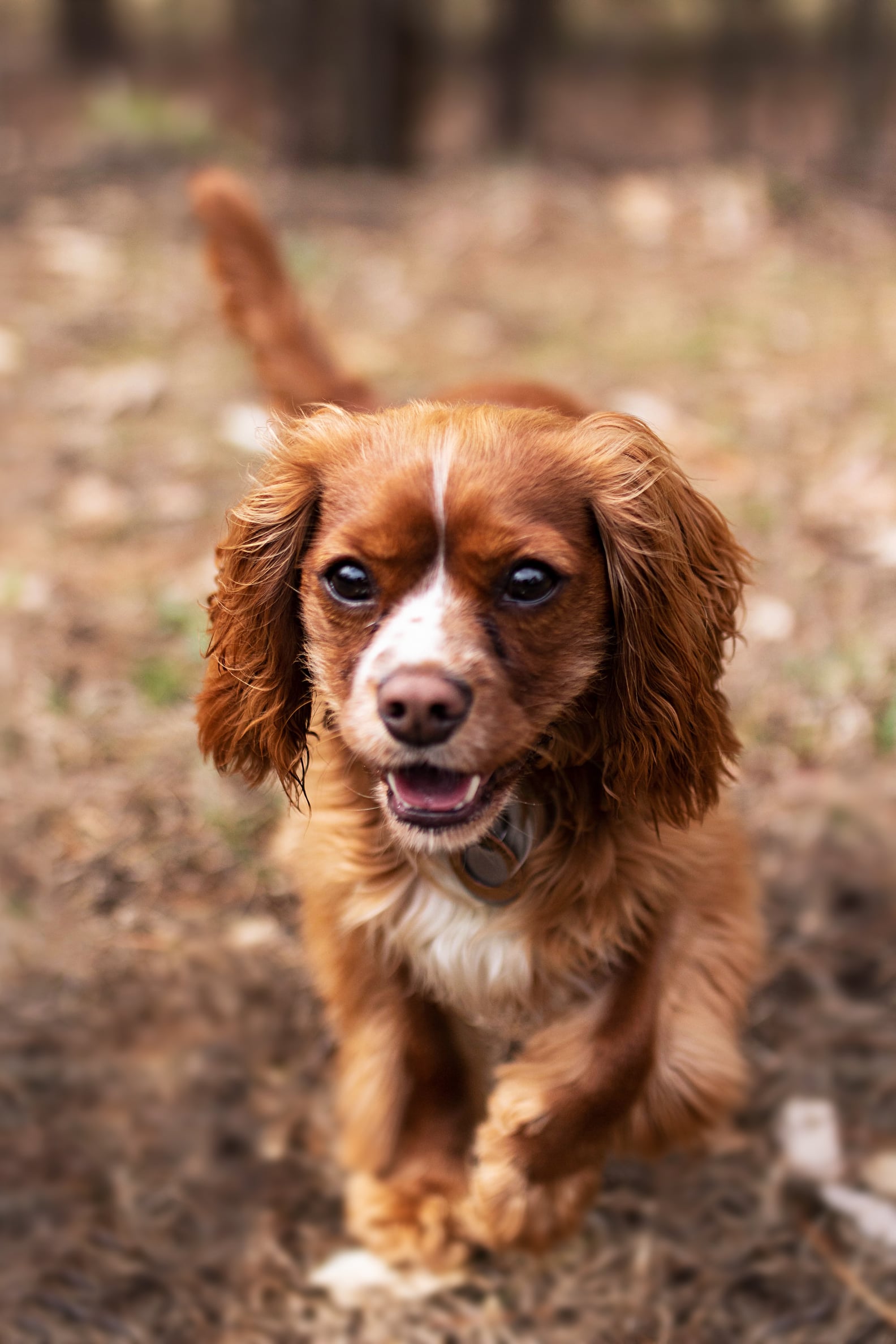 Photos of Common Ear Shapes For Dogs and Puppies | PS Pets