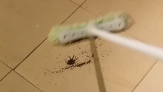 Video of Spider Exploding Into More Spiders | PS Tech