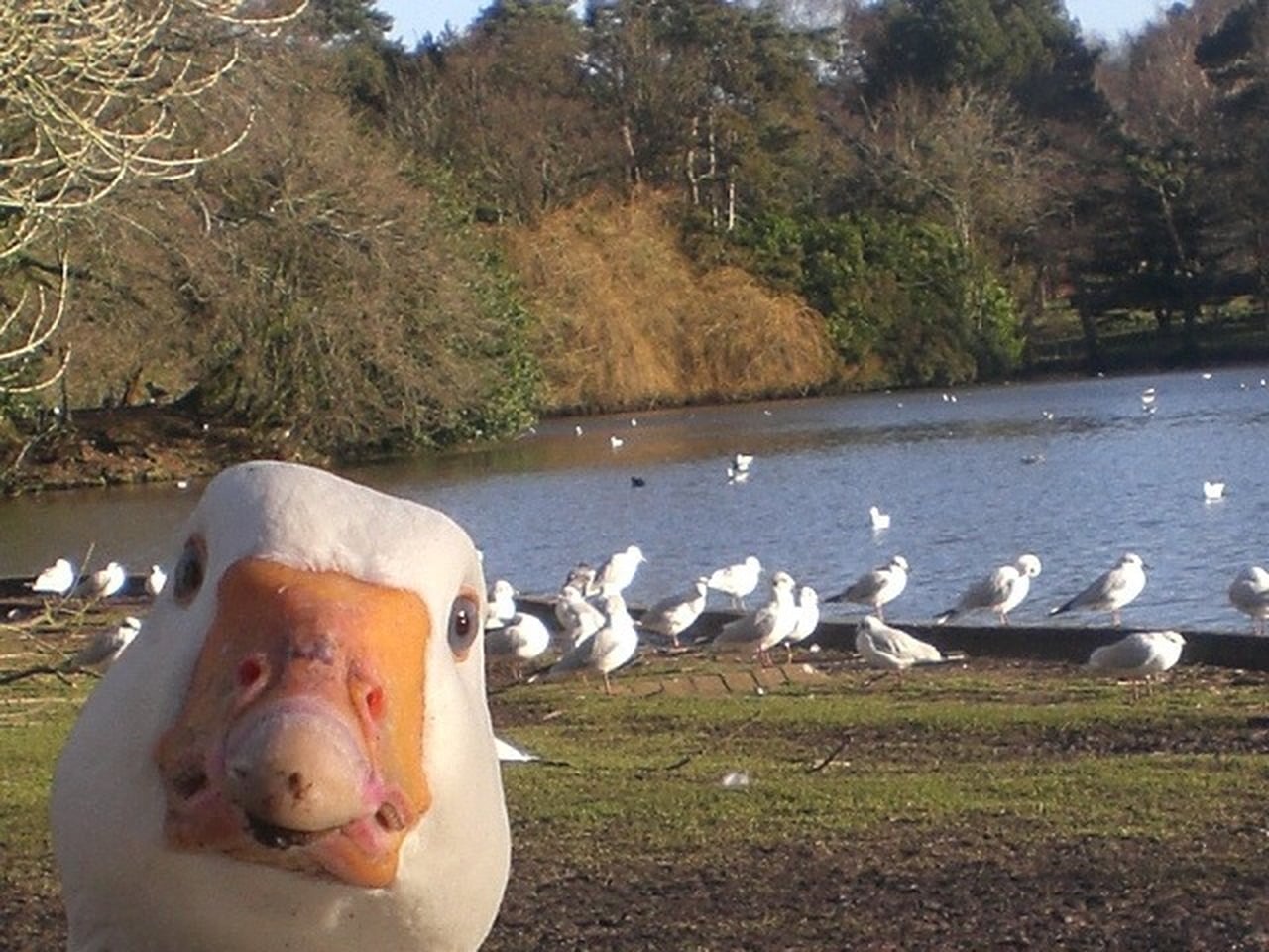 Animal Photobombs | PS Tech