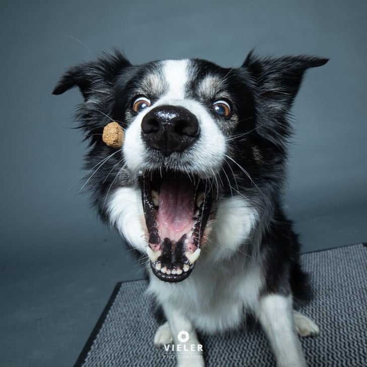 Dogs Catching Treats Photo Series | POPSUGAR UK Parenting Photo 32