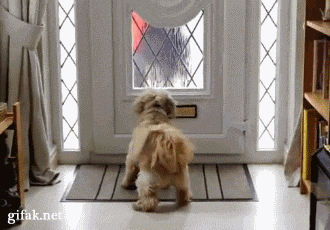 Animals Causing Trouble GIFs | PS Tech