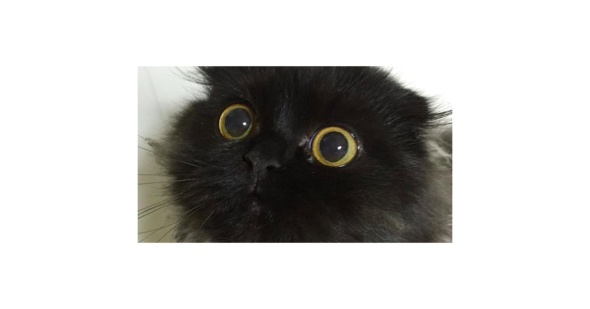 Gimo the Cat With Big Eyes Instagram | POPSUGAR Pets