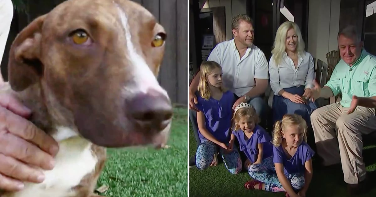 Miracle Dog Who Survived Hurricane Dorian Finds Family Video | PS Pets