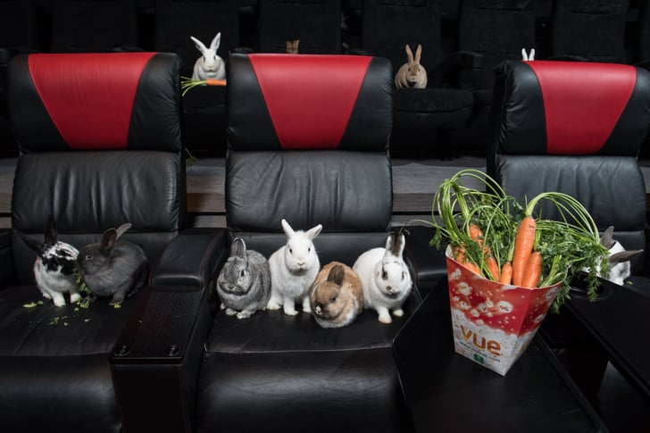 Rabbits Watching Peter Rabbit Cinema | POPSUGAR UK Photo 6