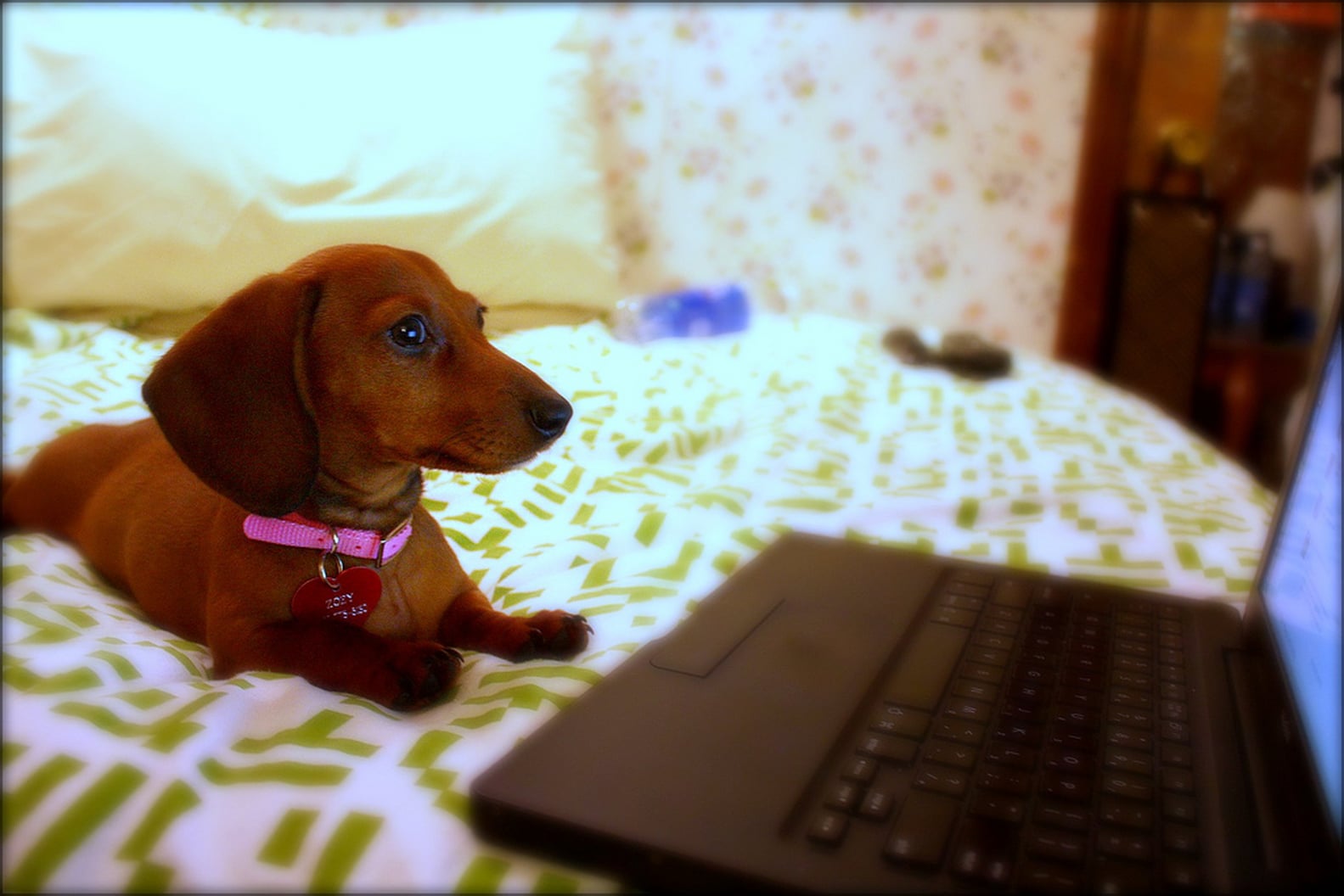 How to Set Up a Puppy Cam | POPSUGAR Pets