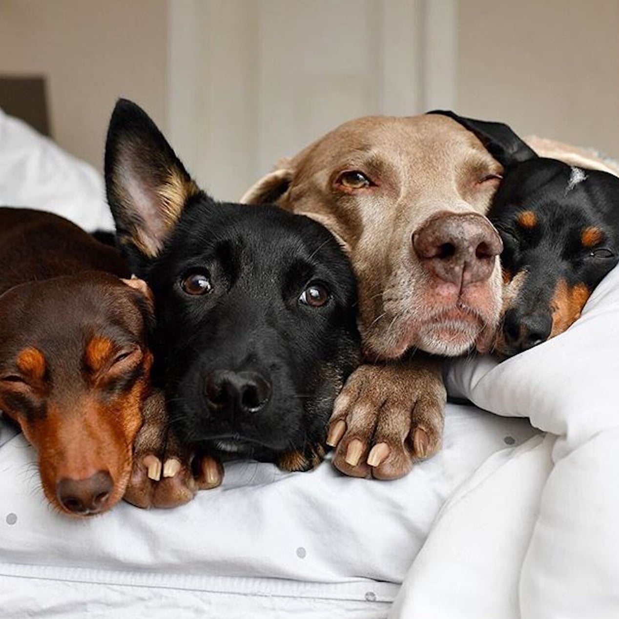 Cute Photos of Foster Dogs | PS Pets