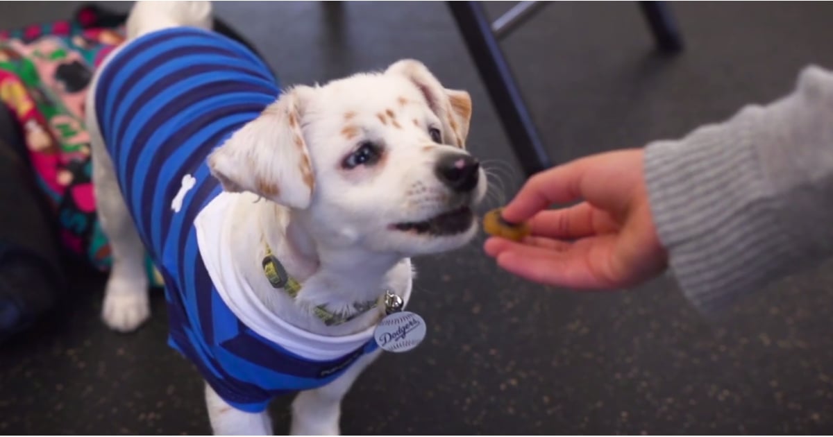 Deaf Rescue Puppy Learning Sign Language | POPSUGAR Pets