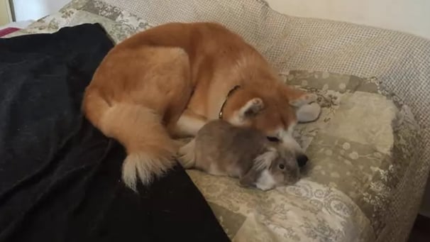 Dog and Bunny Friends | GIF | POPSUGAR Pets