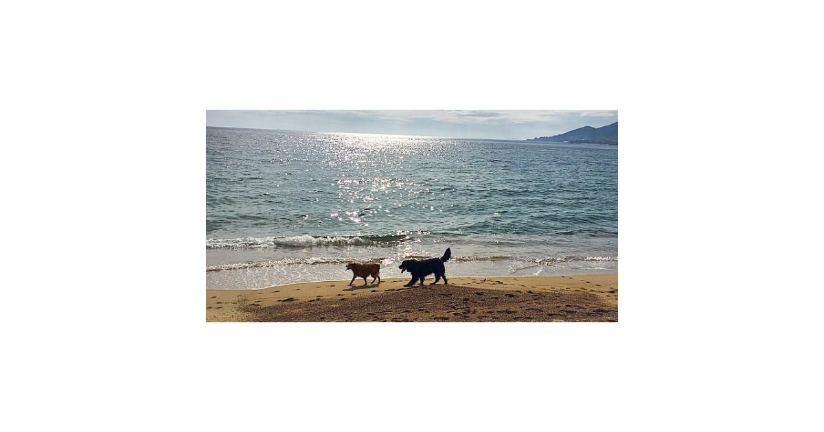 Spring Break Dogs | POPSUGAR Pets