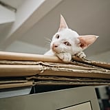 Funny Photos of Evil Cats | POPSUGAR Pets