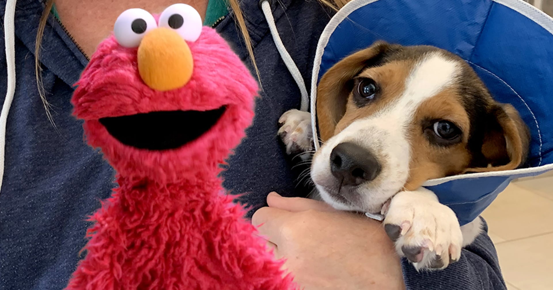 The Dodo Sesame Street Video Series on Pet Adoption | POPSUGAR Family