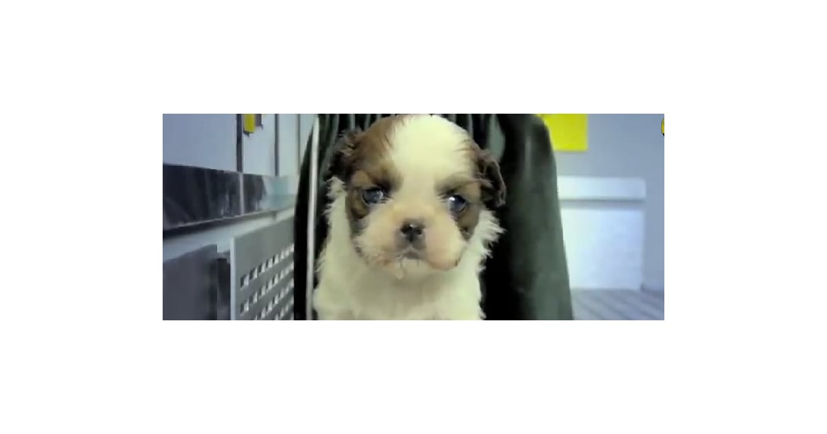 Fuzzy, Fuzzy, Cute, Cute | Video | POPSUGAR Pets