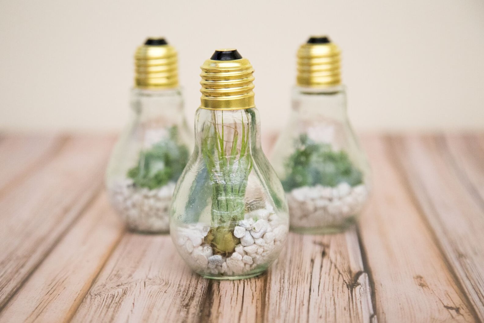Easy DIY Lightbulb Terrarium | PS Home