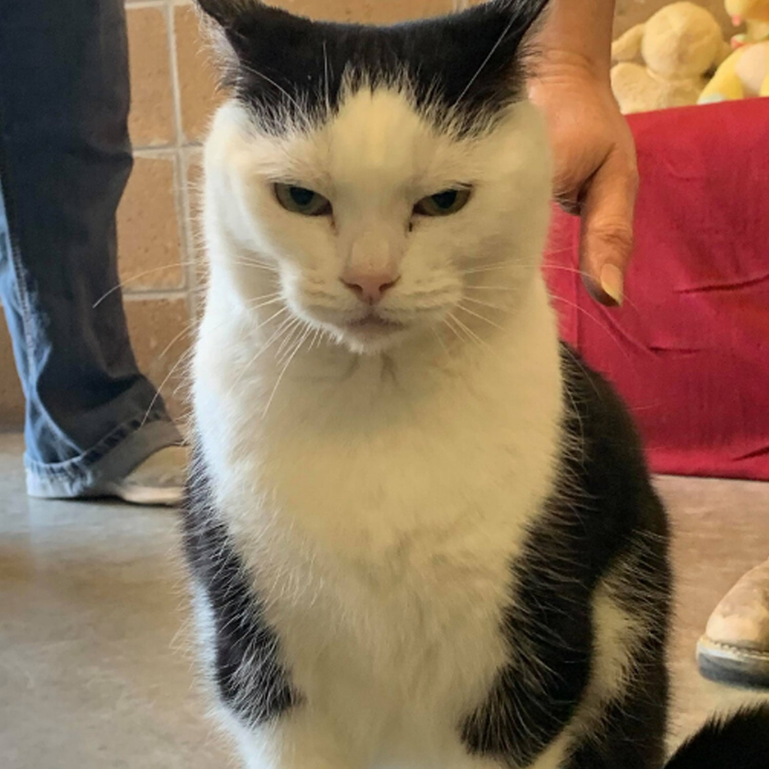 North Carolina Cat Is a "Jerk" Ready to Be Adopted | PS Pets