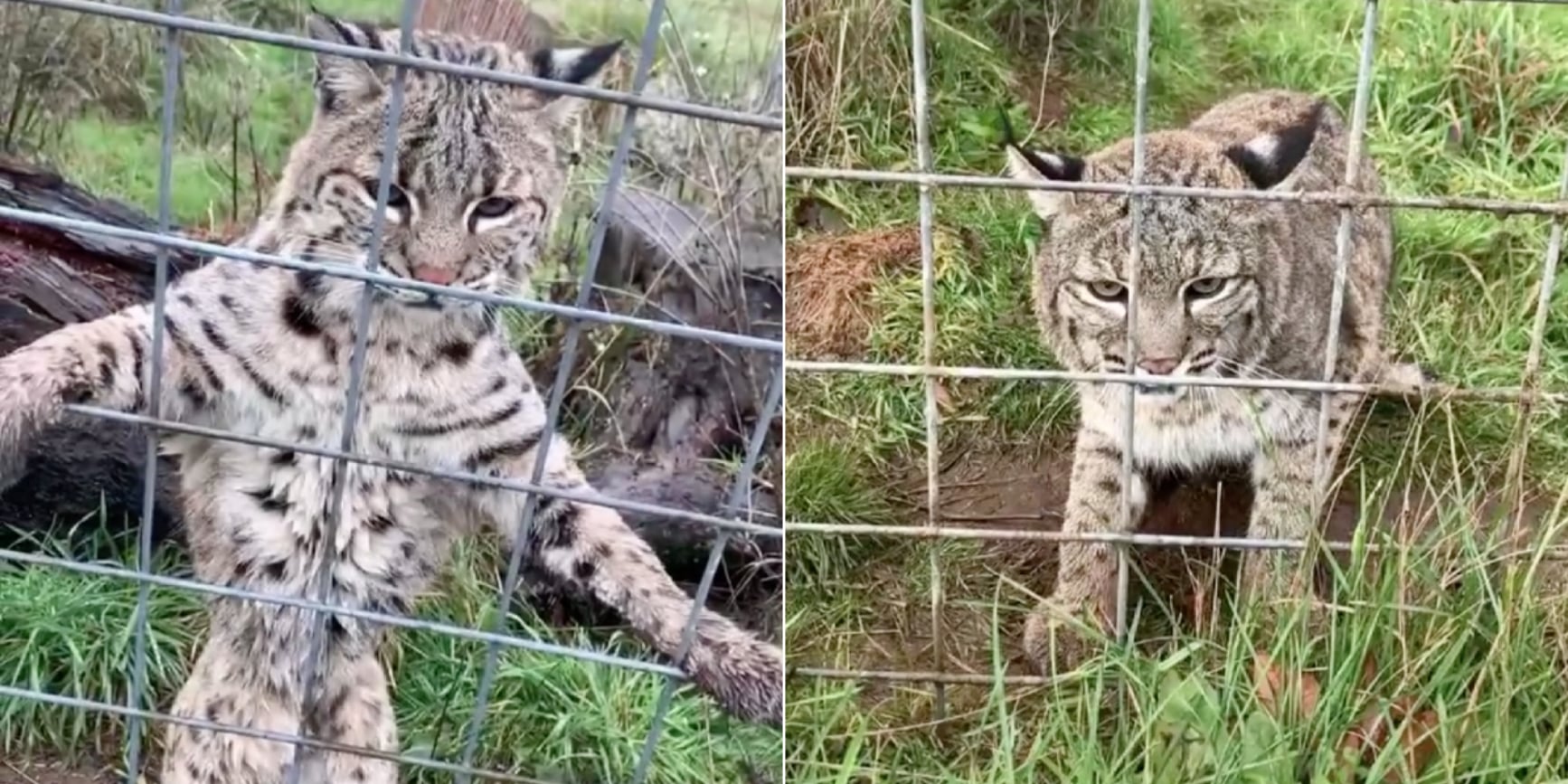 TikTok Videos of a Woman Feeding Big Cats Meat at Sanctuary | POPSUGAR Pets