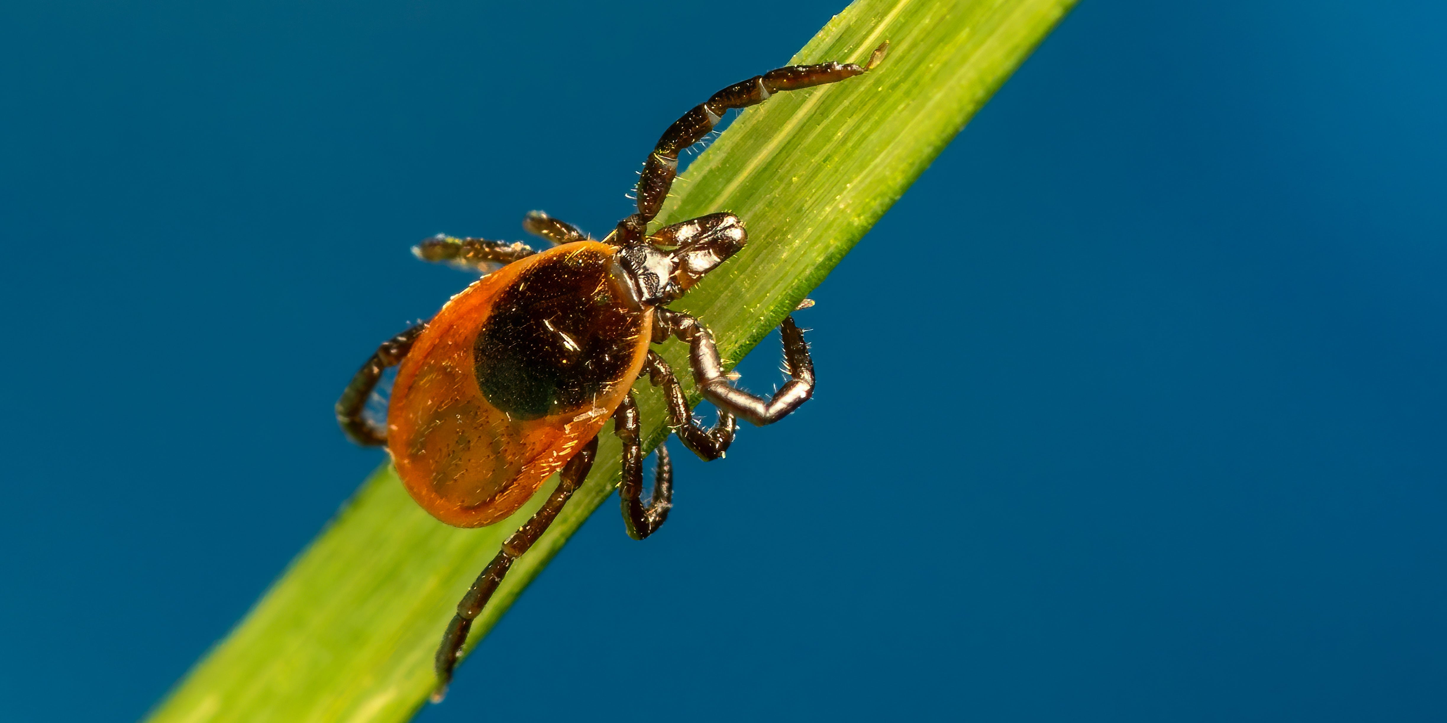 What Is Babesiosis? Symptoms and Treatment | PS Fitness