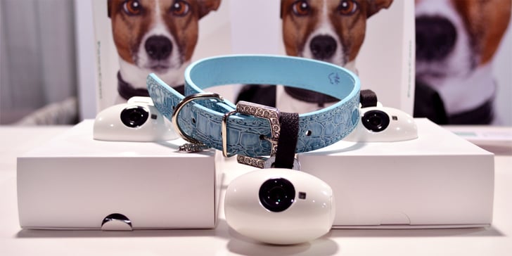 Best Pet Gadgets 2016 | POPSUGAR Tech