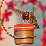 Modern Hummingbird Feeders | 2020 | POPSUGAR Home