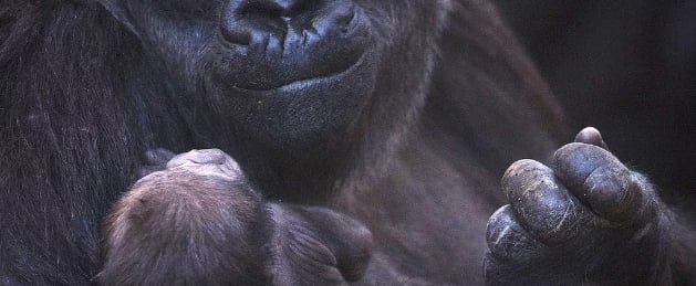 Baby Animals | POPSUGAR Pets