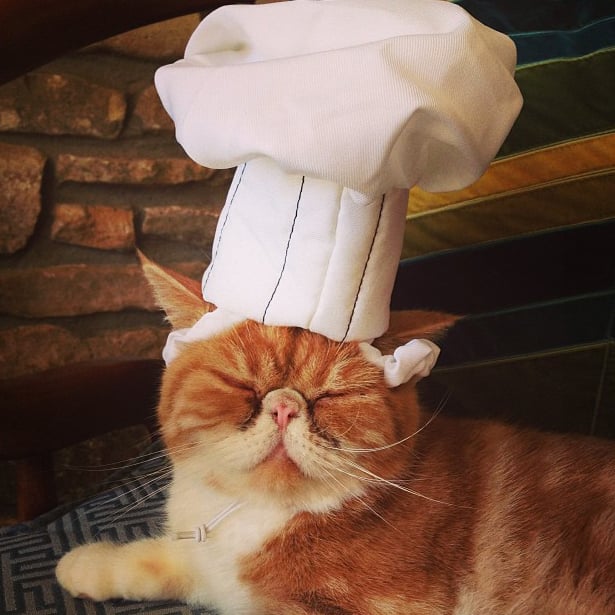 Meet Colonel Handsome Mustard the Cat | POPSUGAR Pets