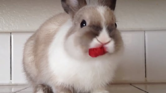 Bunny Eating Raspberries | Video | PS Pets