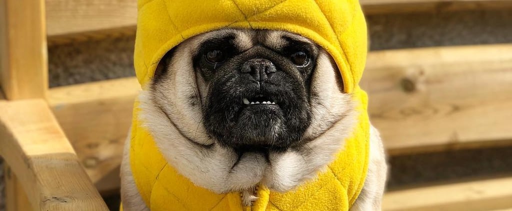 Pugs | POPSUGAR Pets