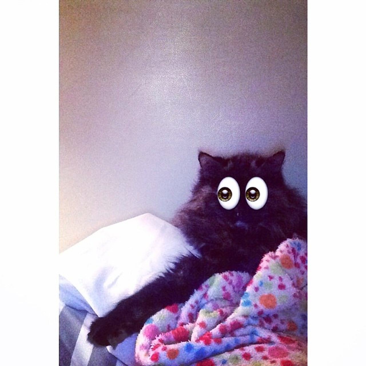 Snapcat Pictures | PS Tech